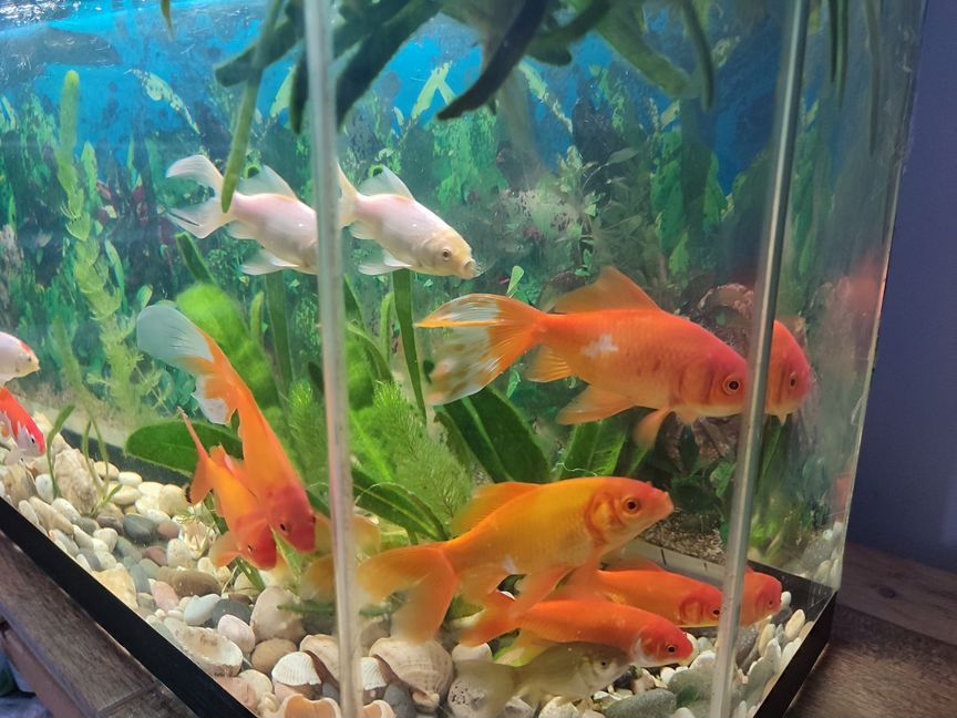 Рыбки,Карп Кои,Комета