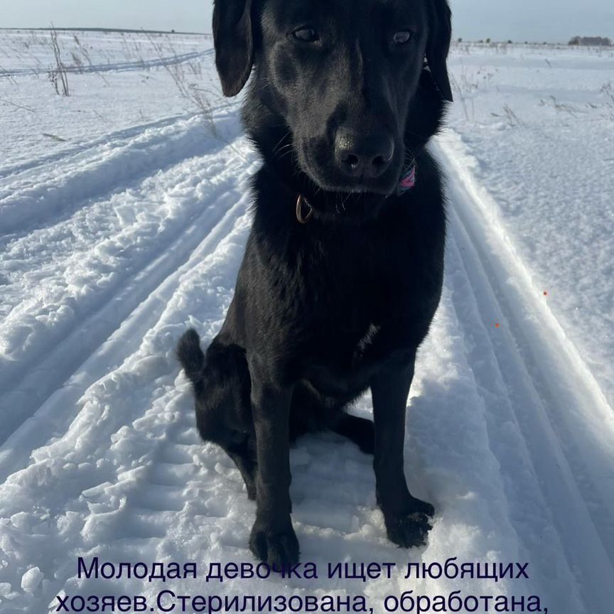 Пристраивается в добрые и надежные руки
