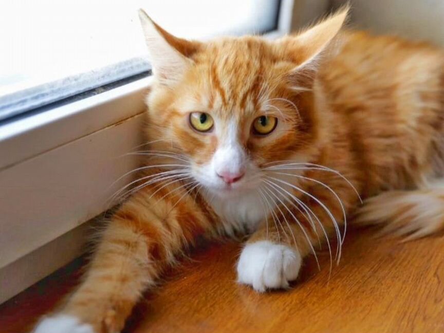 Кастрат Лёва ответственным людям