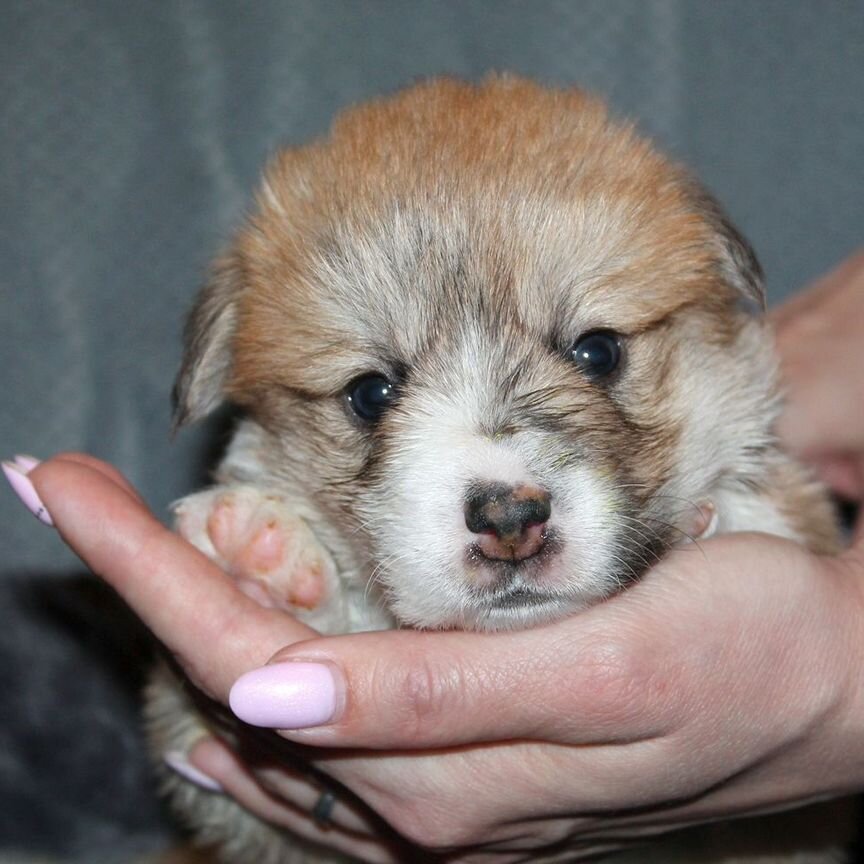 Мальчишка Корги