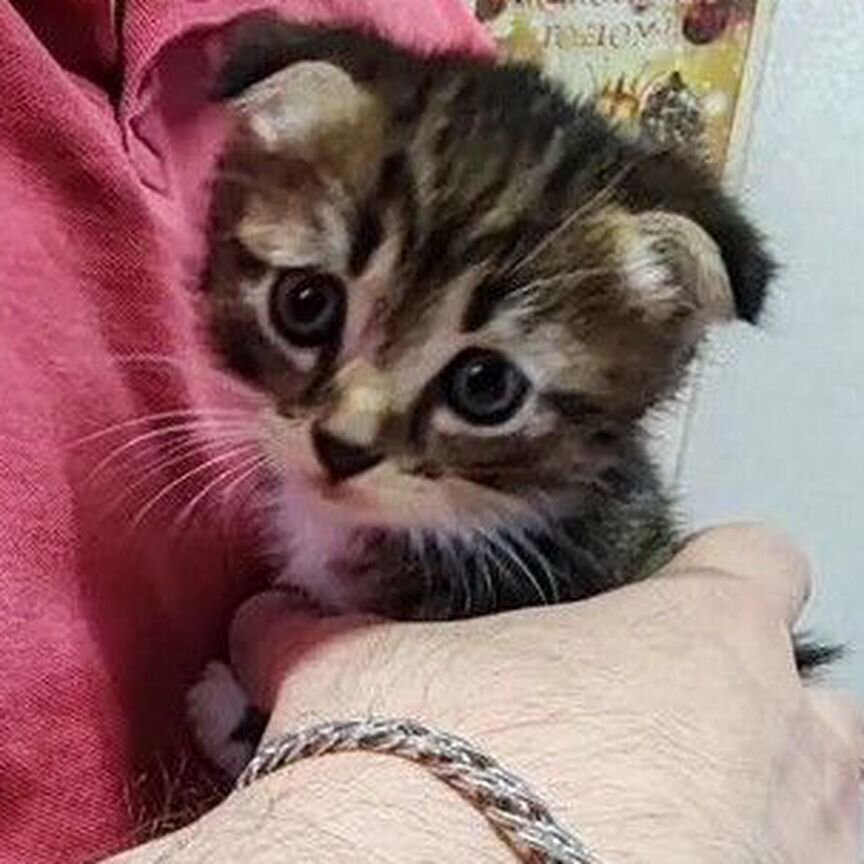 Шотландский вислоухий короткошёрстный котёнок