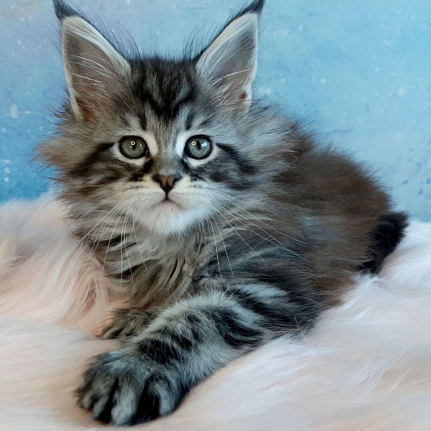 Мейн кун котик черный мраморный на серебре
