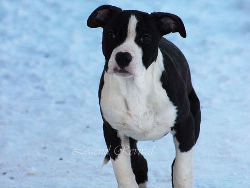 Стаффордширский терьер. Мальчик