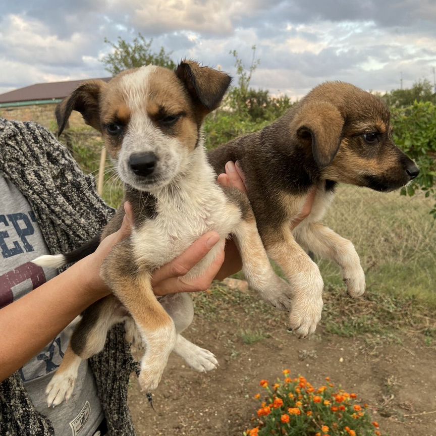 Собаки бесплатно в добрые руки