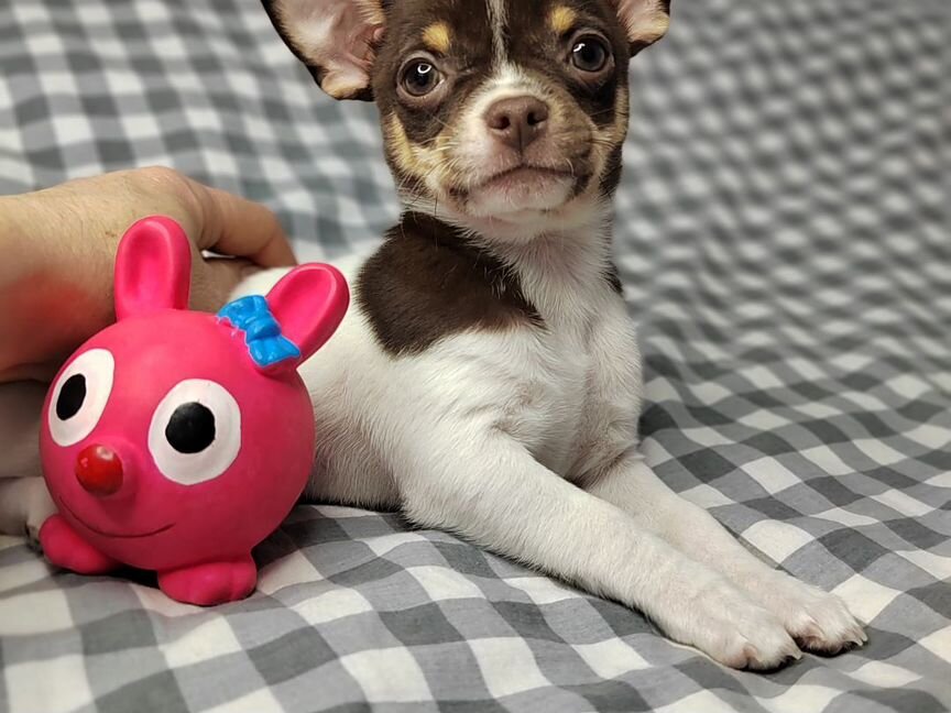 Шоколадное счастье