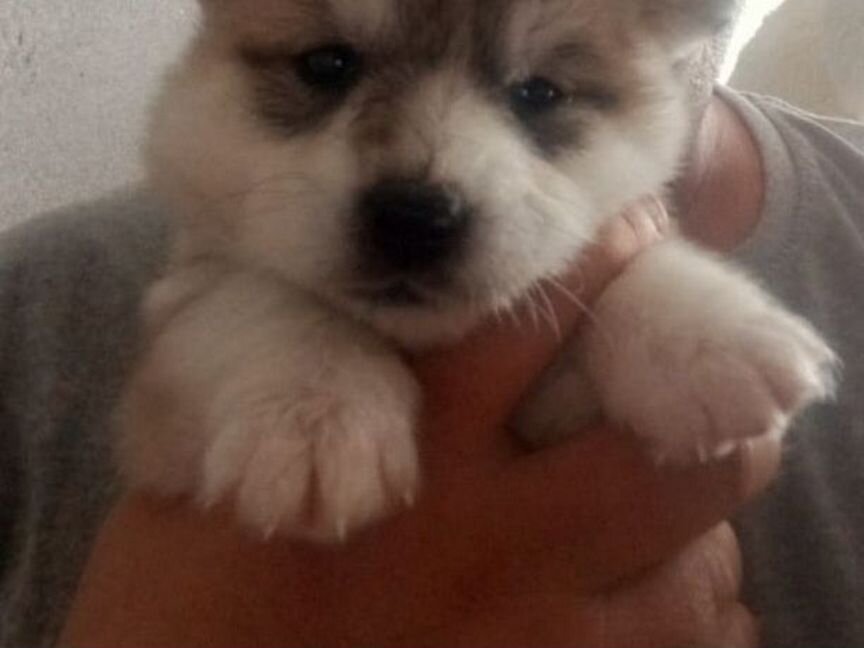 Маленькая собака в добрые руки отдам бесплатно