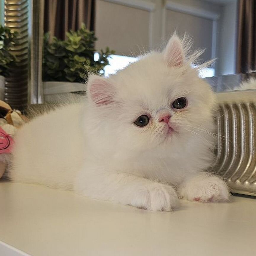 Персидский котёнок