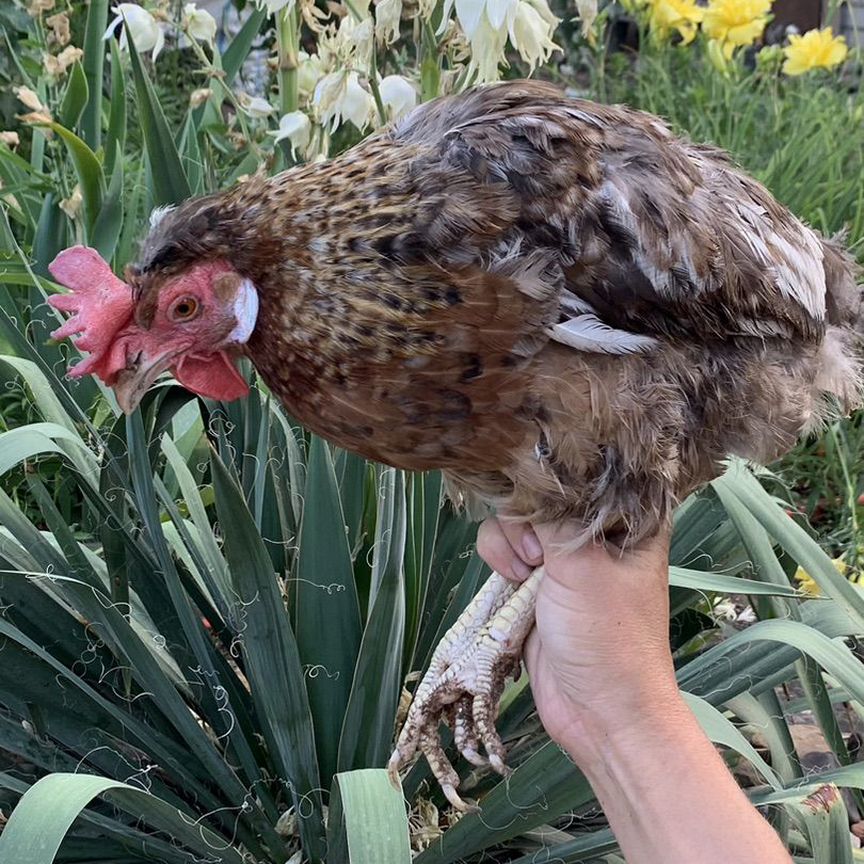 Куры молодки несушки доминант