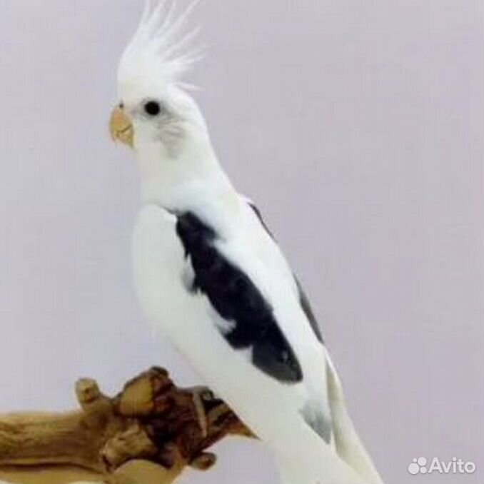 Корелла безщекая птенцы