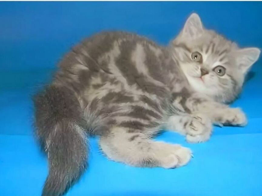 Шотландская прямоухая красавица