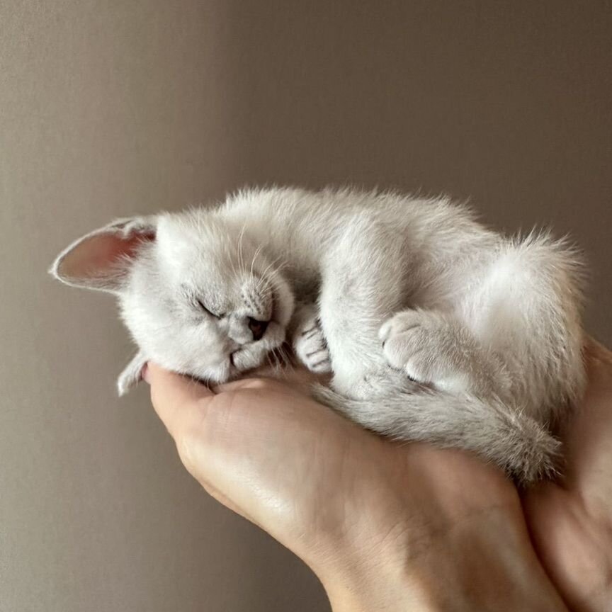 Котята бурмилла