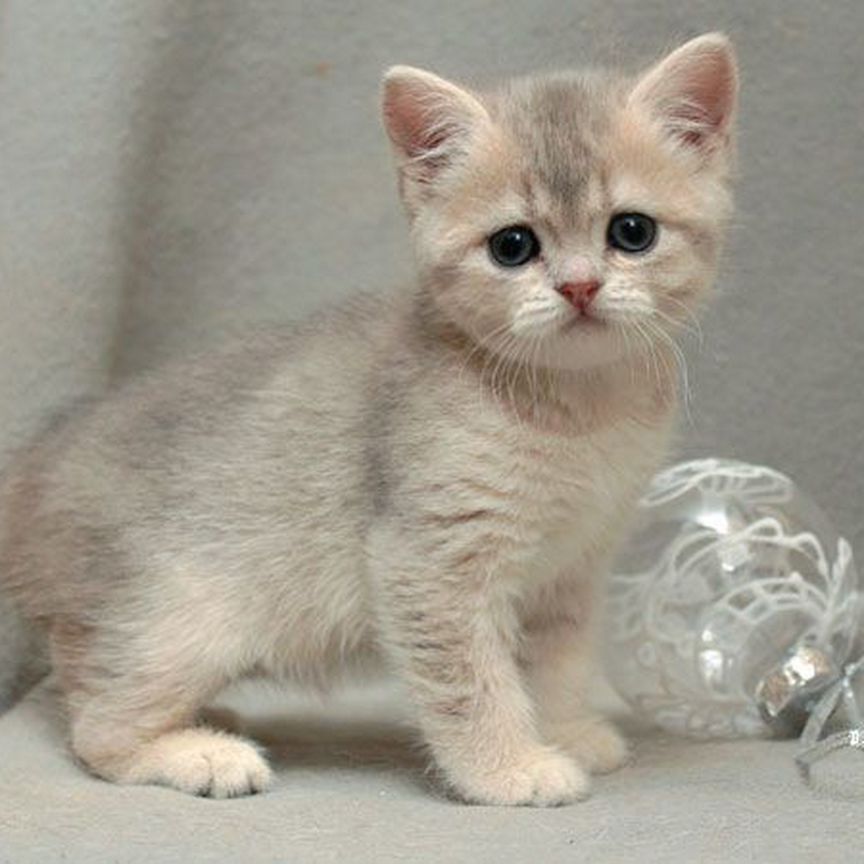 Кай - голубой золотой котик