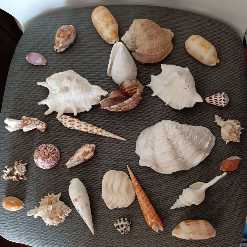 Морские ракушки раковины
