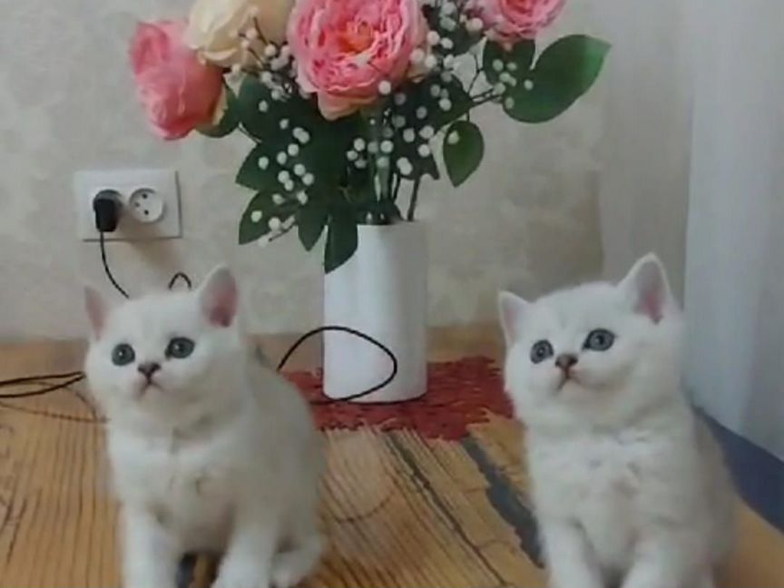 Серебристые шиншиллы