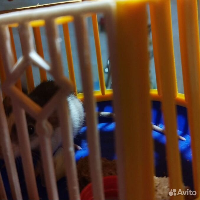 Крысенок в добрые руки