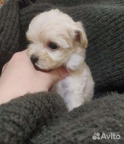 Мальтипу f1 девочка