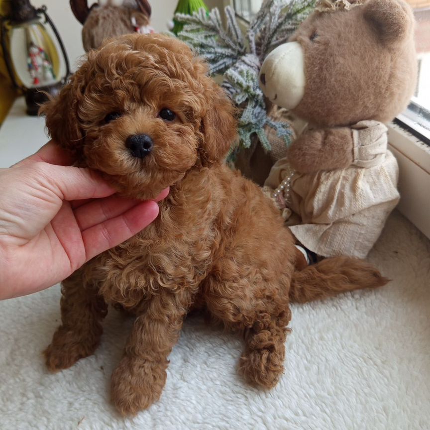 Той-пудель, щенок