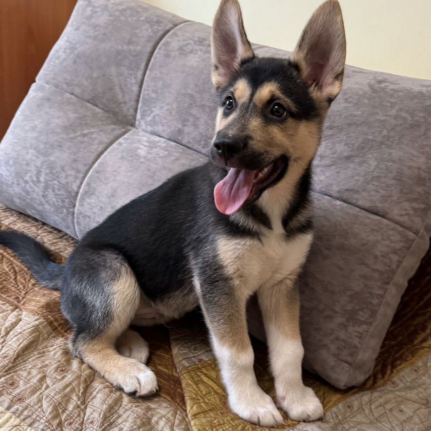 Щенок мальчик ищет дом