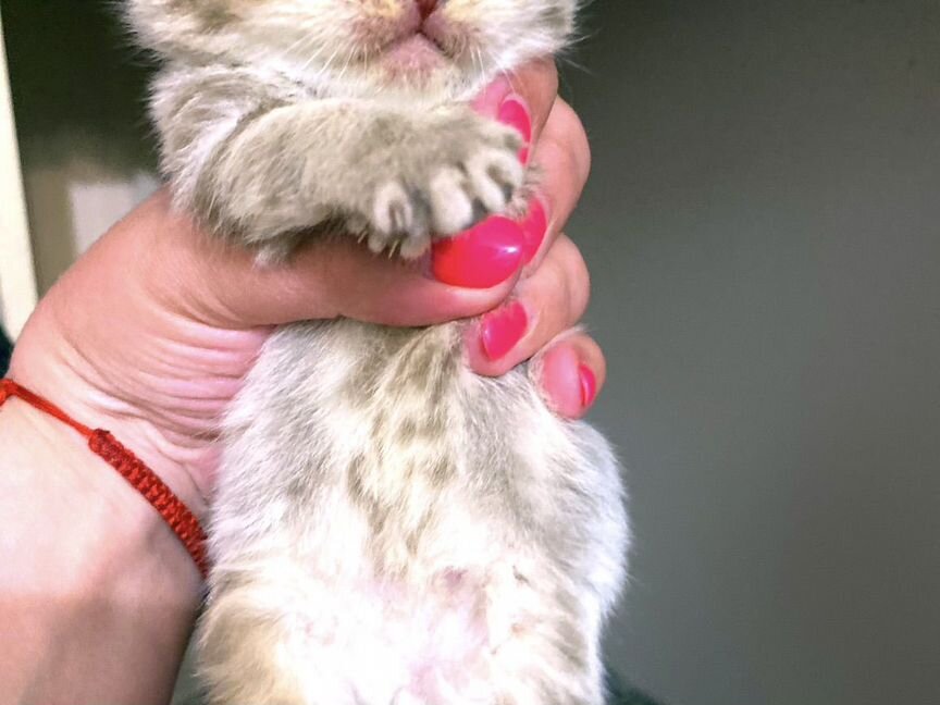 Шотландские котята