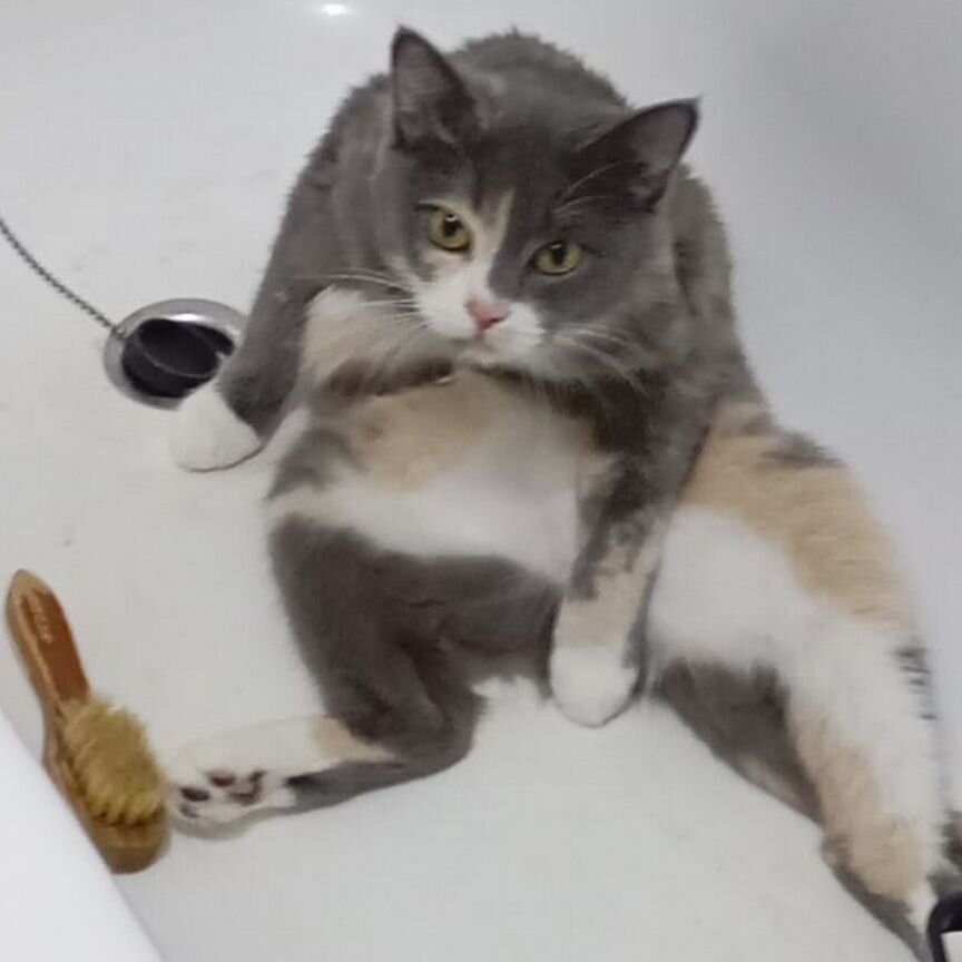 Взрослая, кошка в добрые руки