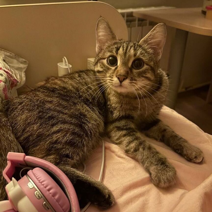 Взрослая, Девочка кошка в добрые руки