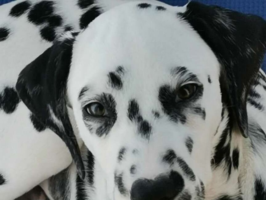 Далматинец