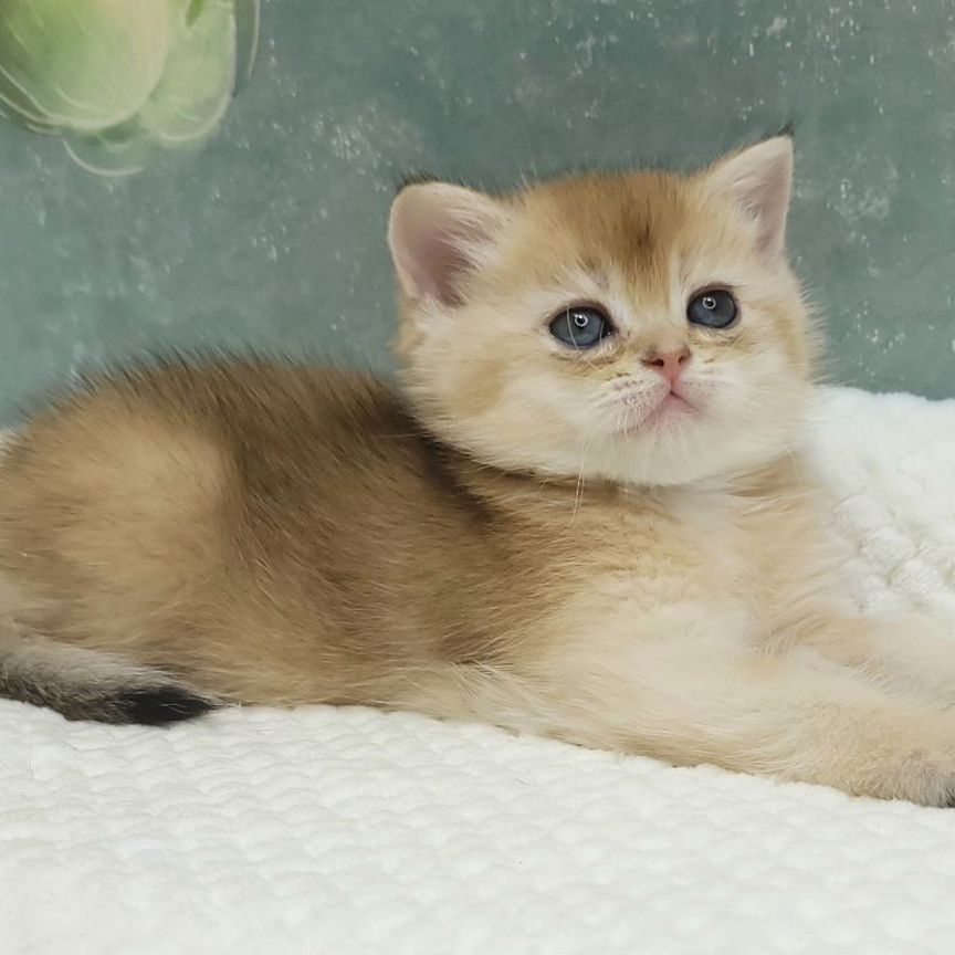 Золотая шиншилла Шотландские мальчишки