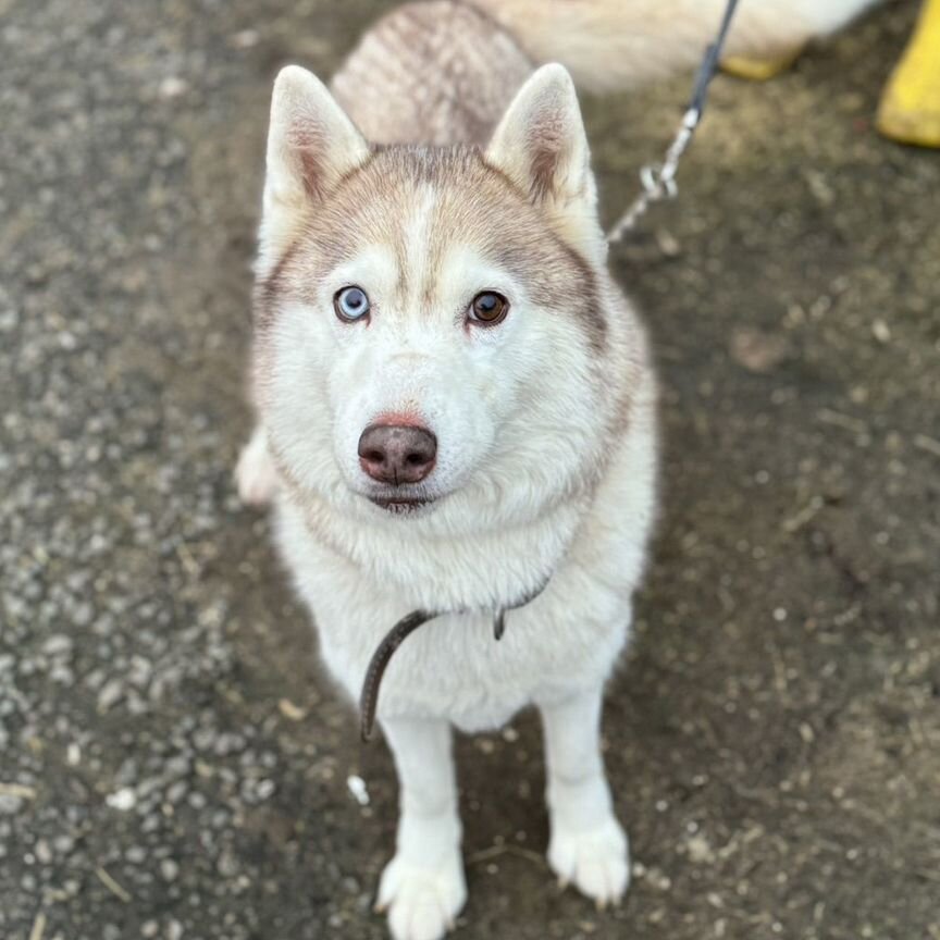 Сибирский хаски, взрослая собака
