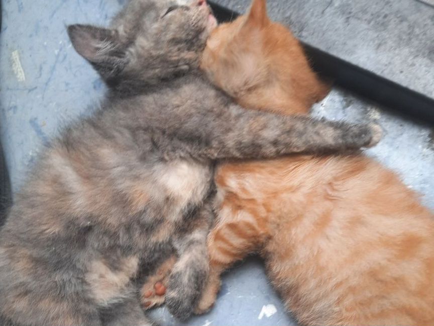 Котята бесплатно