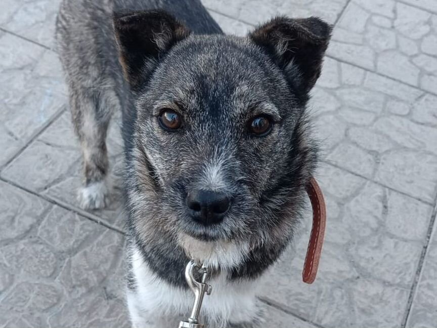 Щенок в добрые руки бесплатно