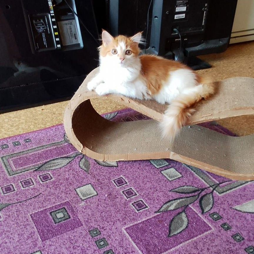 Котятки 2,5 месяца