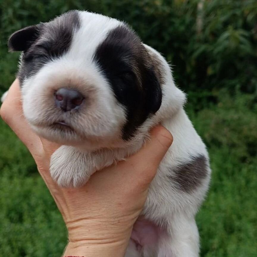 Девочки московской сторожевой