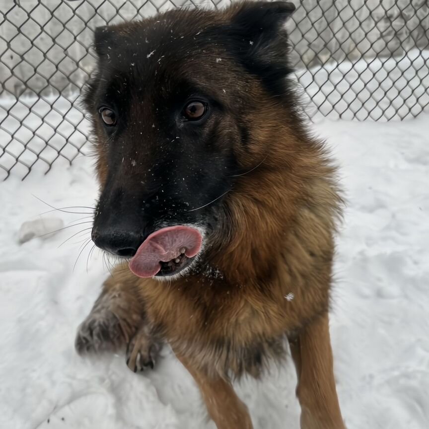 Немецкая овчарка, взрослая собака