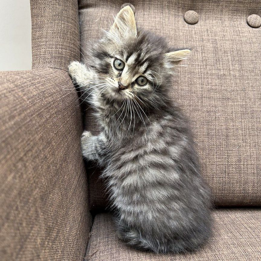 Шотландский вислоухий короткошёрстный котёнок