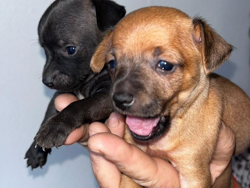 Самые миленькие тойчики