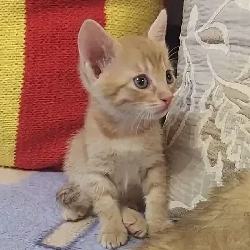 Котенок мальчик, светло-рыженький