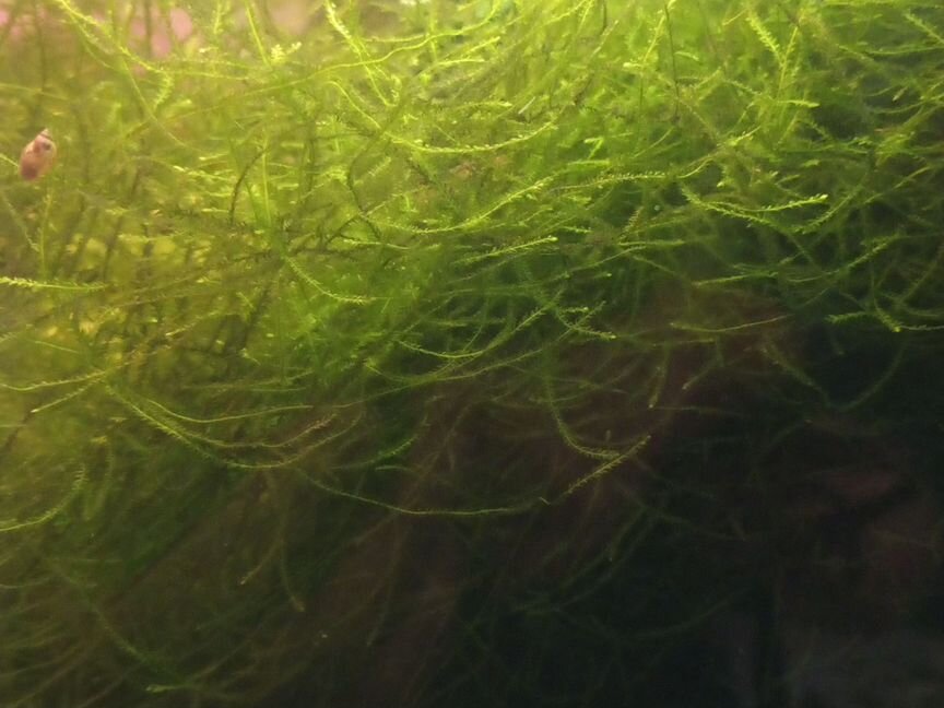 Яванский мох