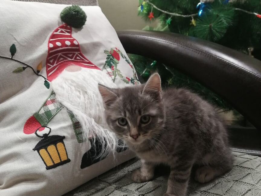 Пристрою котёнка (мальчик) в добрые руки