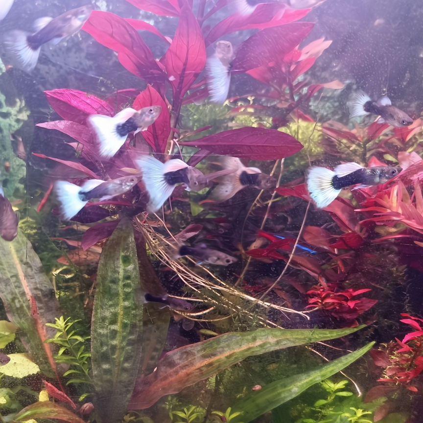 Гуппи канада