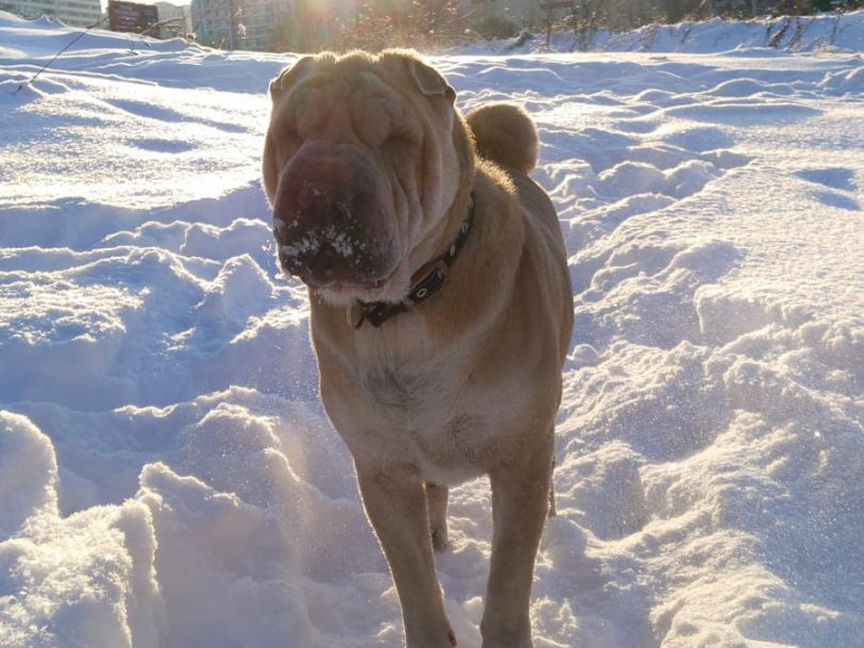 Собака в добрые руки отдам бесплатно