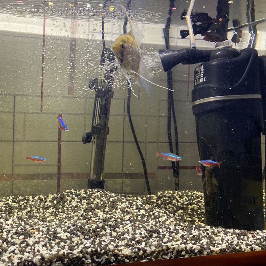 Отдам Скалярию и сома