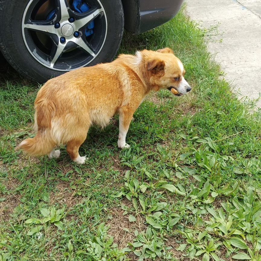 Хорошая Собачка, ласковая и ручная