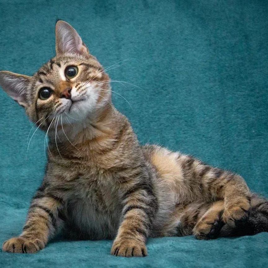 Котенок Кай в любящие руки