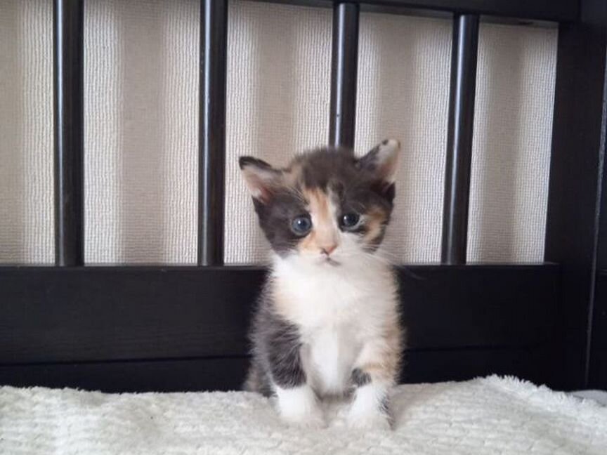 Котик манчкин