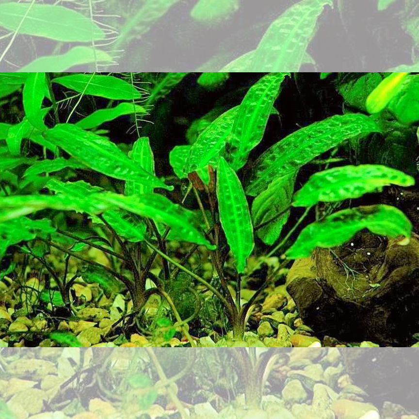 Криптокорина