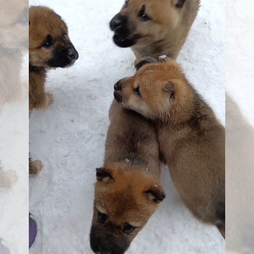 Немецкая овчарка, щенок