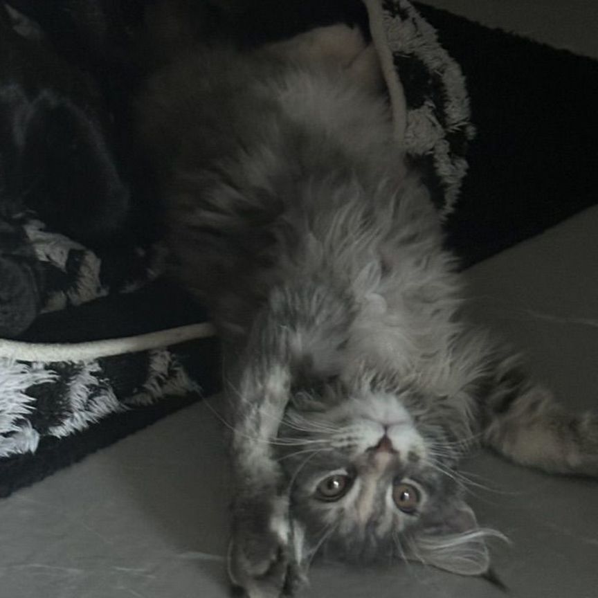 Мейн-кун котёнок