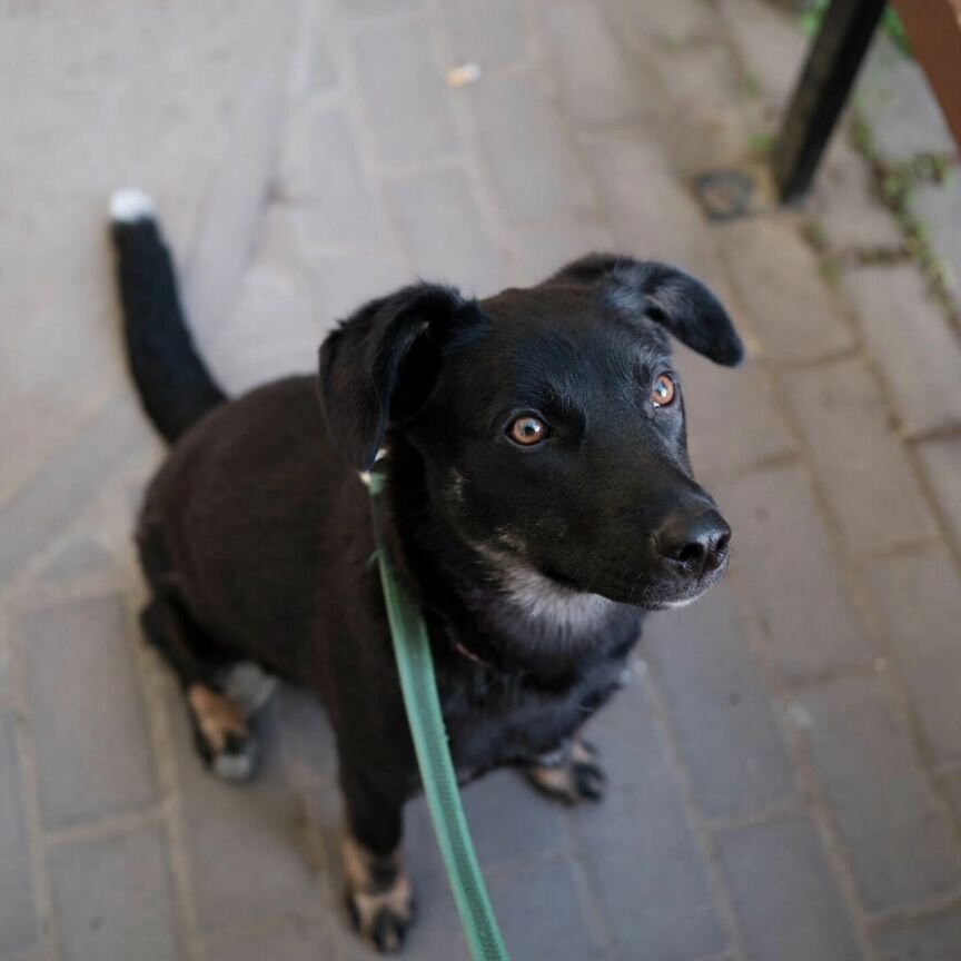 Собаки из приюта: доброжелательная Черри