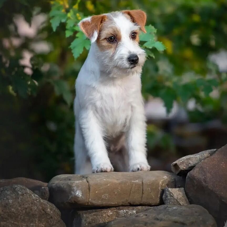 Джек-рассел-терьер, щенок