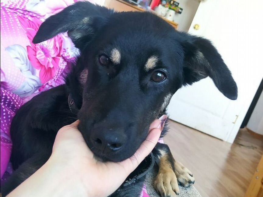 Собака дворняжка смесь с овчаркой